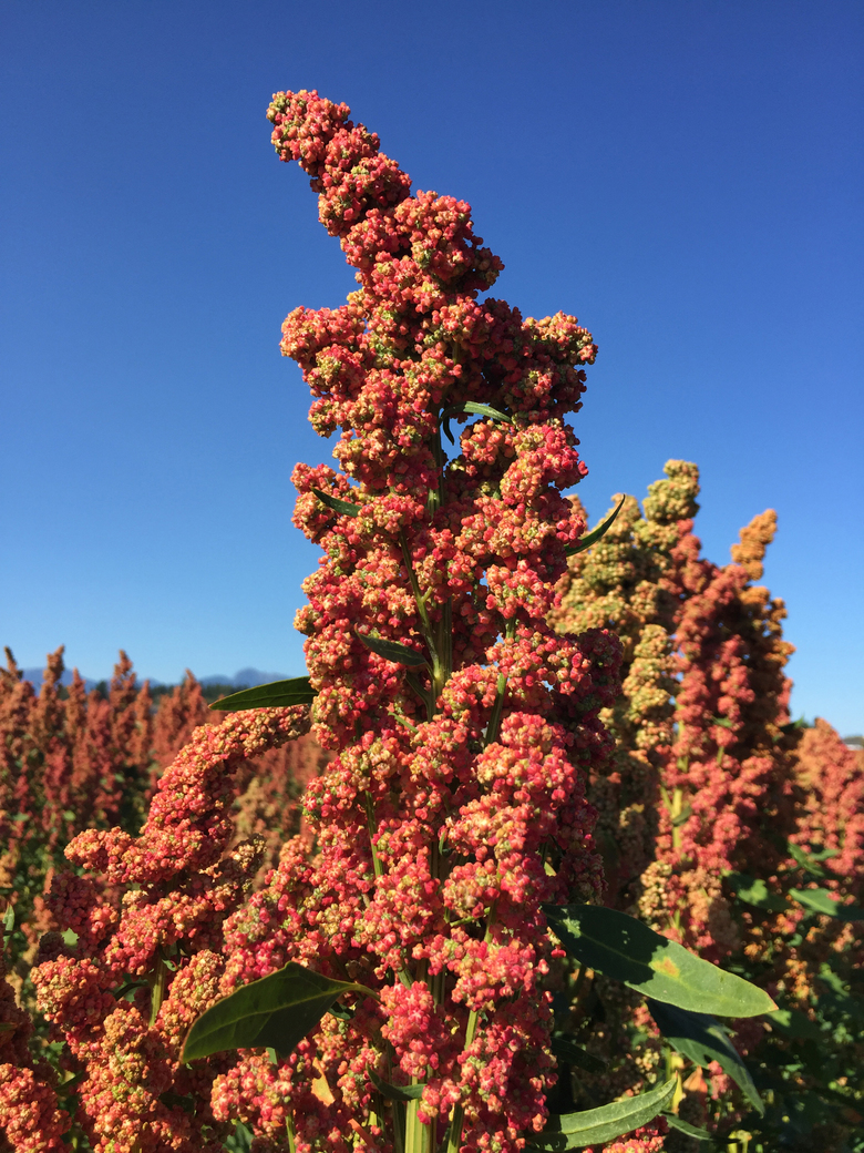 Hạt Quinoa là gì? Cách chế biến hạt Quinoa vừa giảm cân vừa ngon miệng